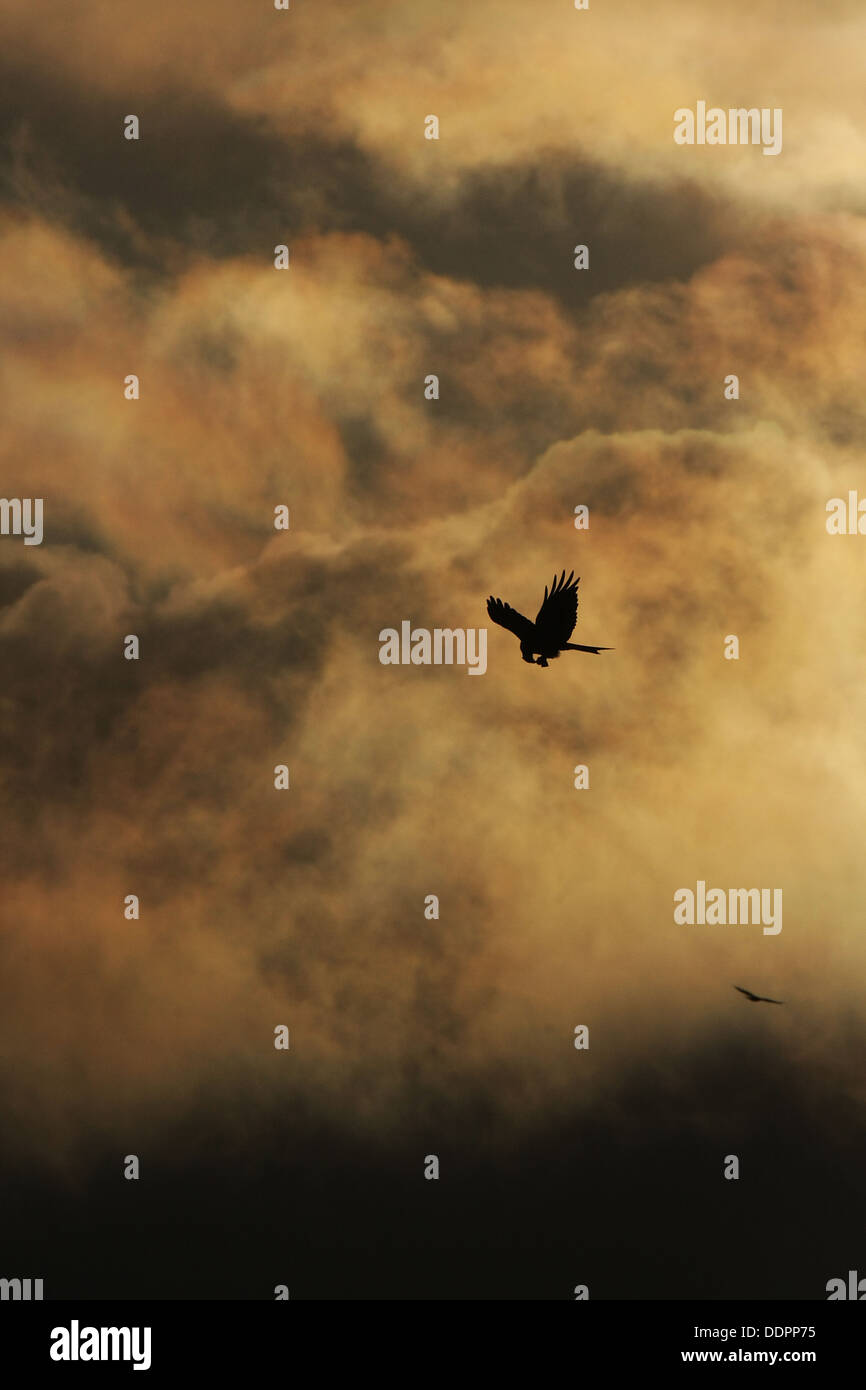 Red Kite Eating on the wing Stock Photo - Alamy