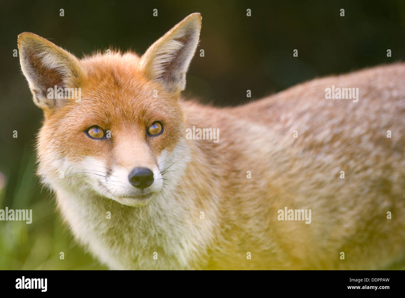 European fox hi-res stock photography and images - Alamy