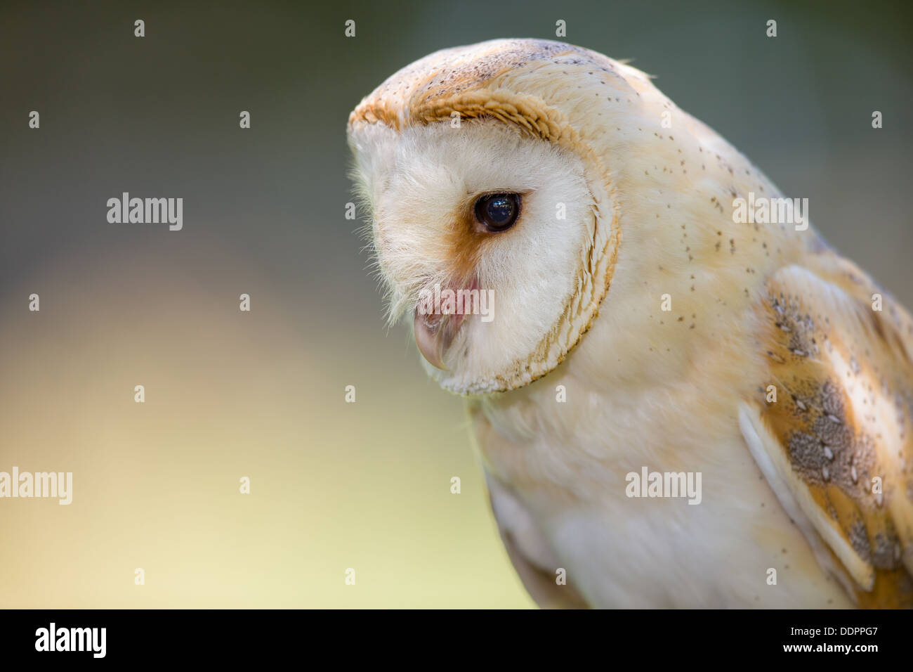 Close up profile portrait of a Barn Owl Stock Photo - Alamy