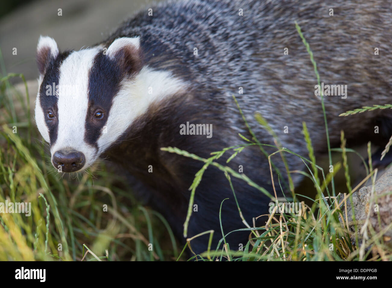 Badger set hi-res stock photography and images - Alamy