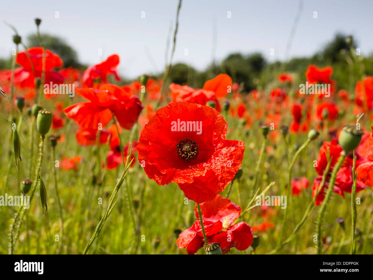 Yorkshire poppy hi-res stock photography and images - Alamy