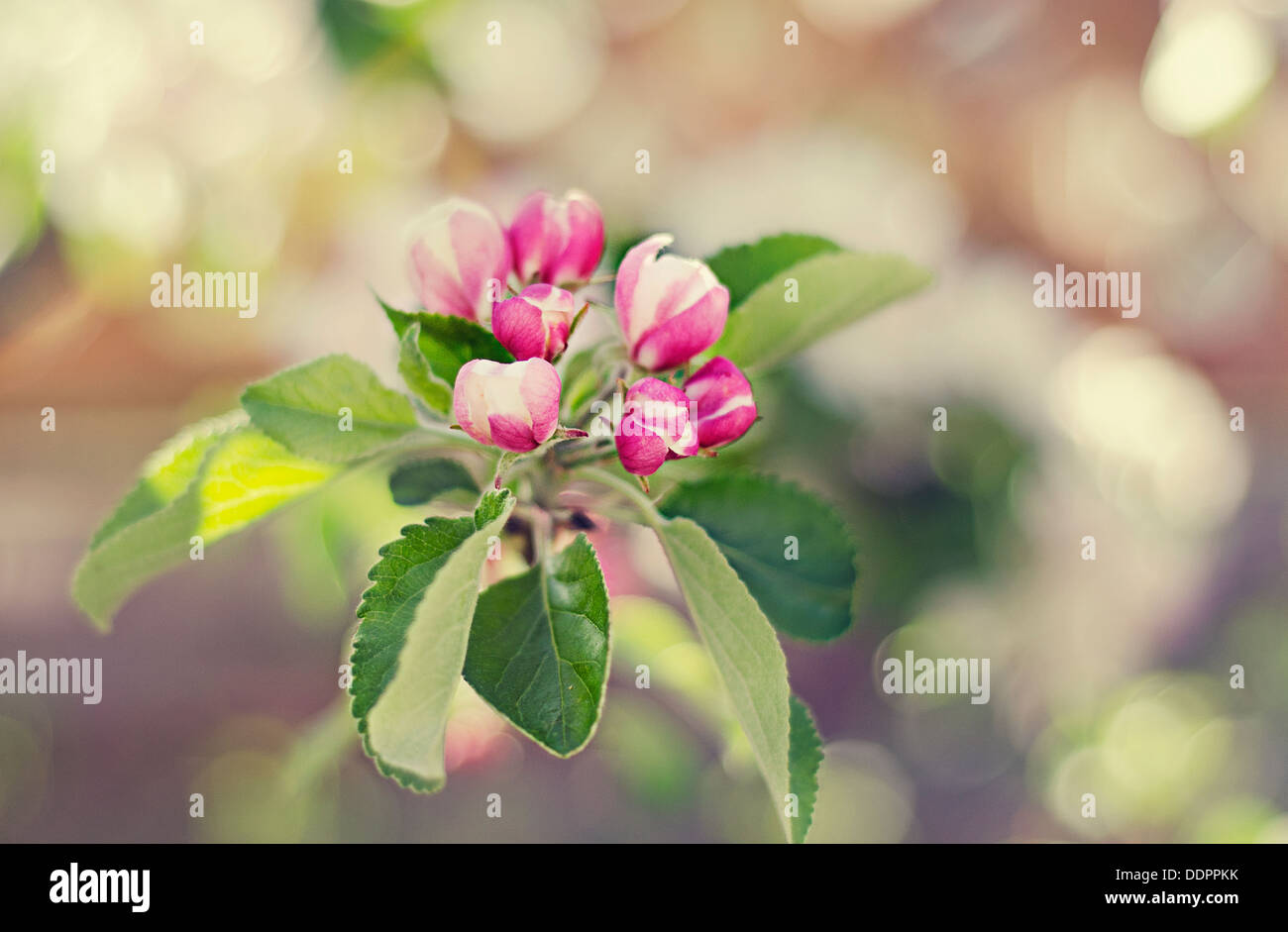 Flower of the apple tree hi-res stock photography and images - Alamy