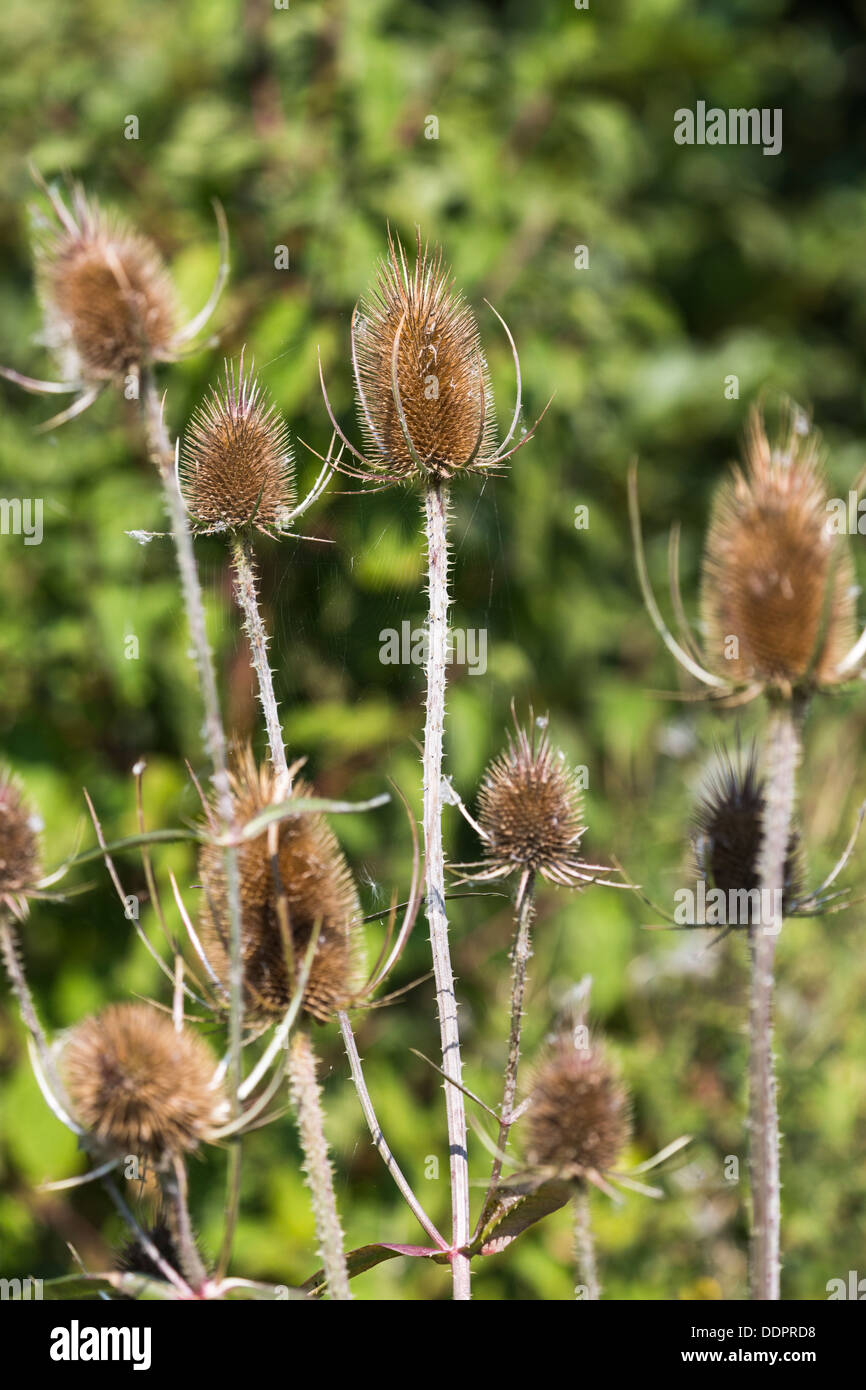 Brown spiky heads and stems of teasels (Dipascus), at Wildfowl and ...