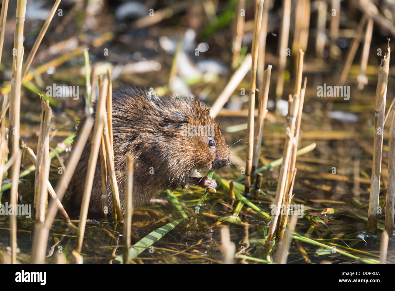 Native fauna, the European water vole (Arvicola amphibius), feeding in ...