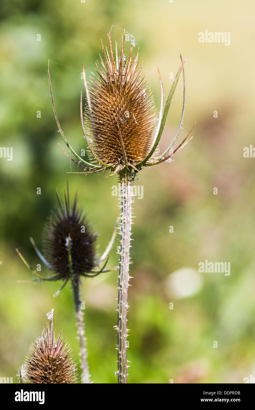 Brown spiky heads and stems of teasels (Dipascus), at Wildfowl and ...