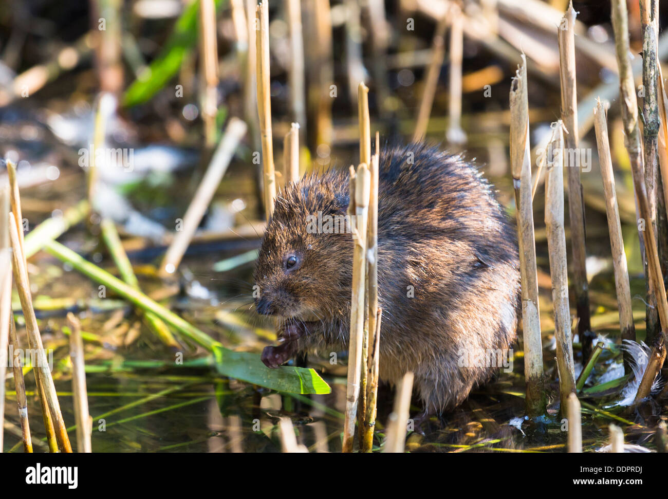 Arvicola amphibius england hi-res stock photography and images - Alamy