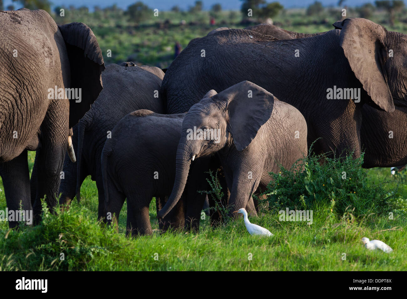 Nilote hi-res stock photography and images - Alamy