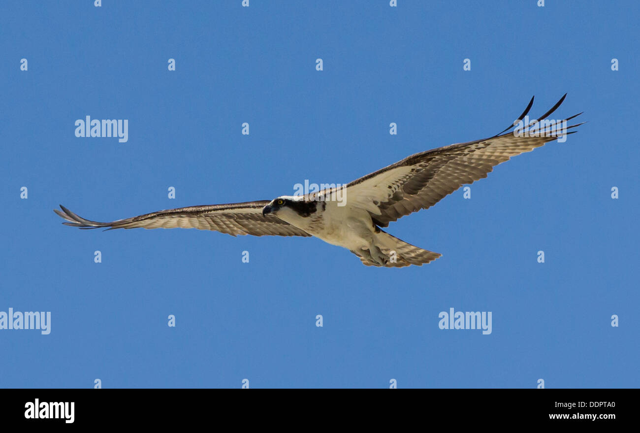 Osprey in flight Stock Photo - Alamy