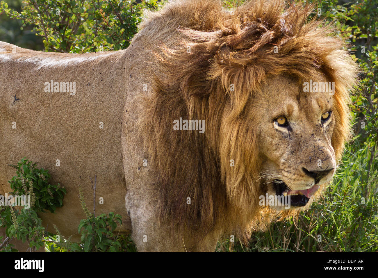 Lion Face Front Standing High Resolution Stock Photography and Images ...