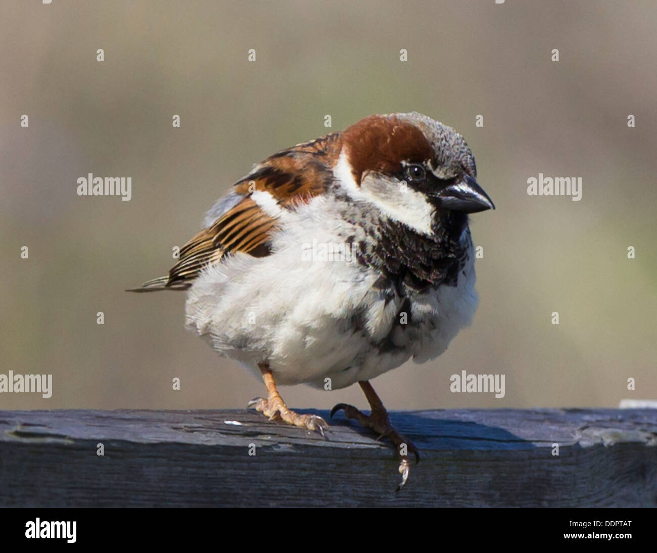 House sparrow perched Stock Photo - Alamy