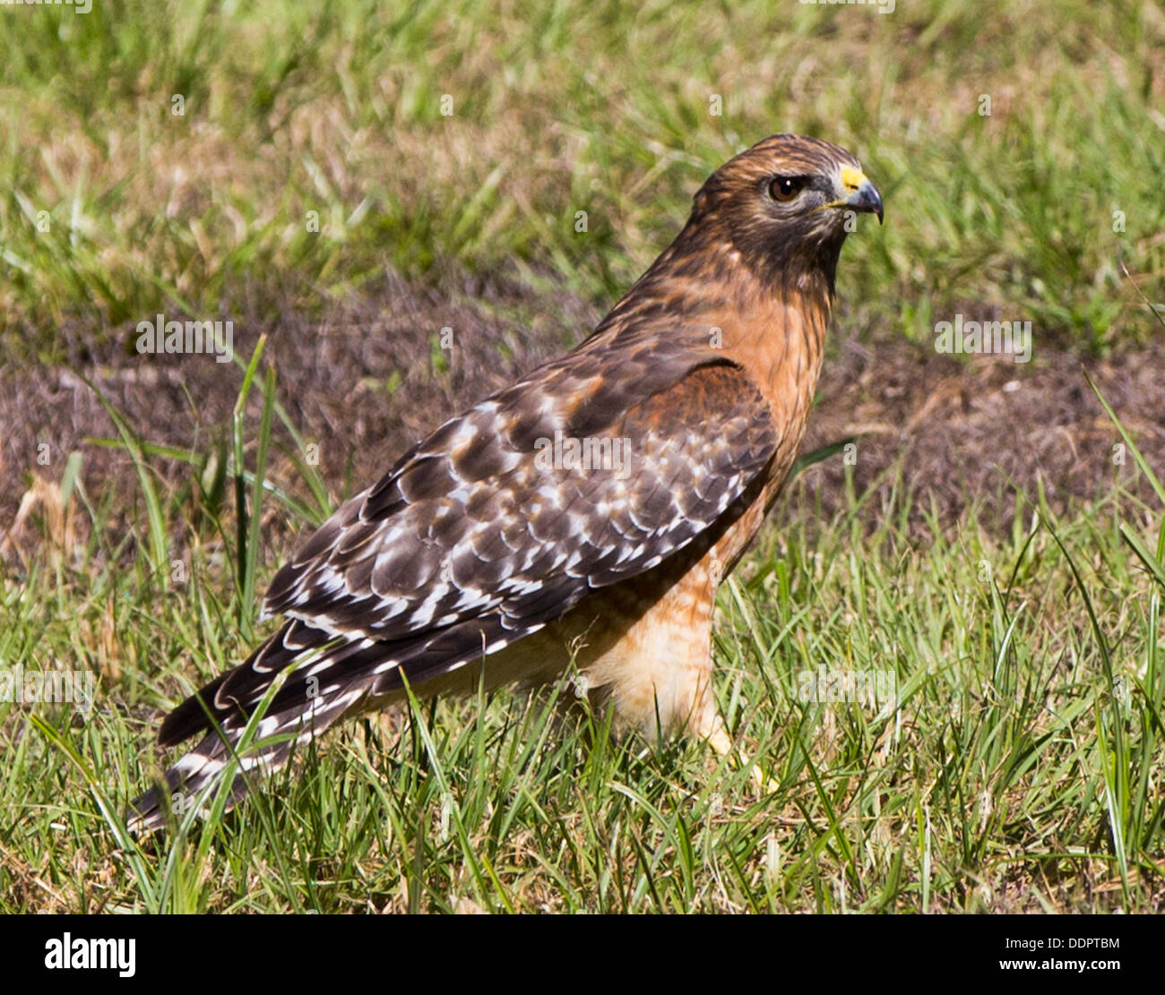 Hawk On The Ground Stock Photos & Hawk On The Ground Stock Images - Alamy