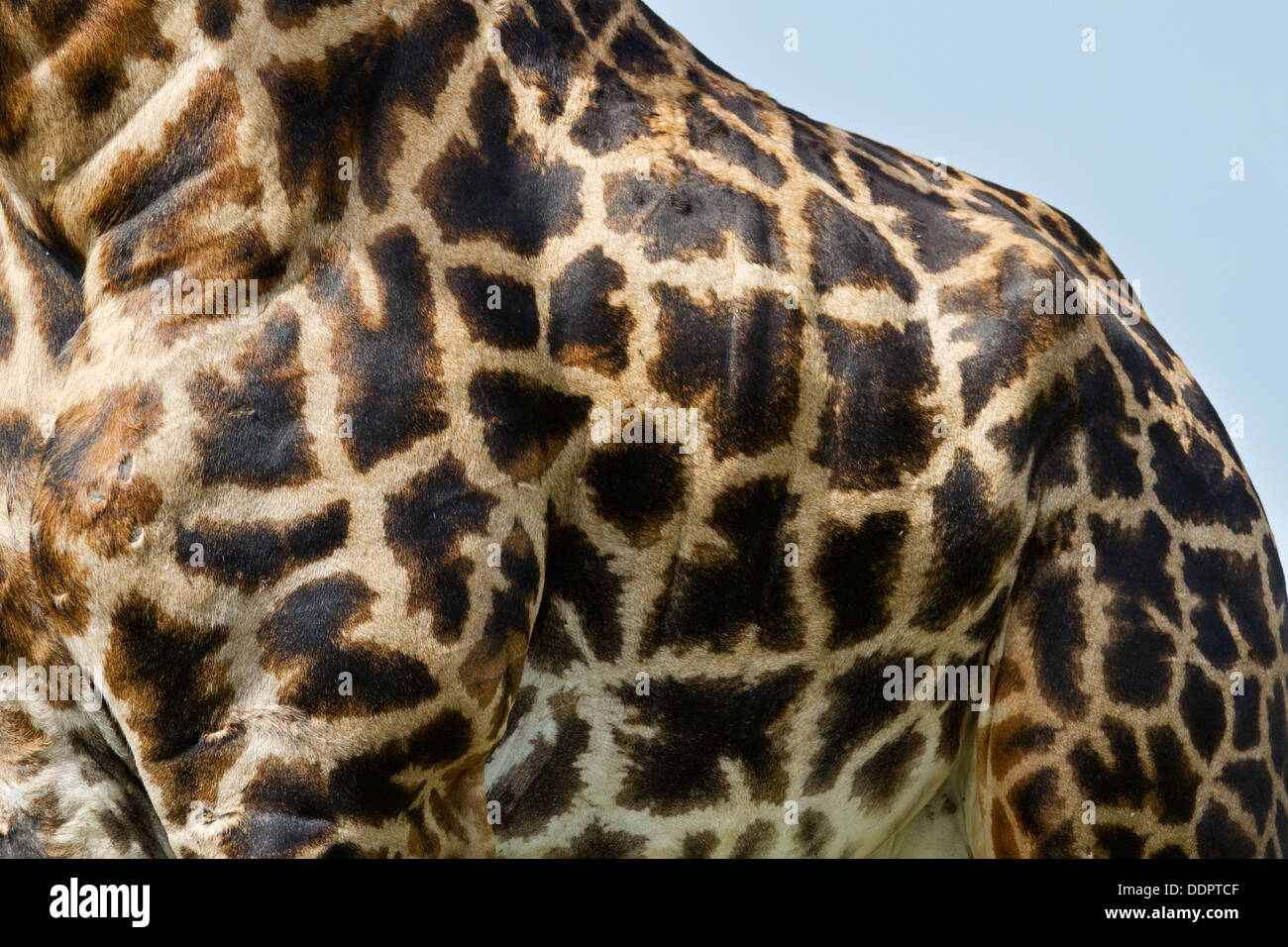 Giraffe neck pattern hi-res stock photography and images - Alamy