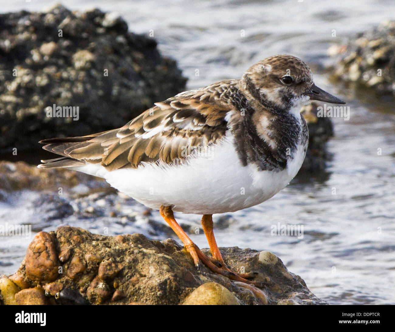 Ruddy turnstone bird animal hi-res stock photography and images - Alamy