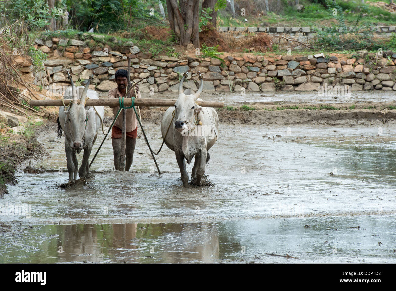 Indian farmer preparing and leveling a new rice paddy field using a ...