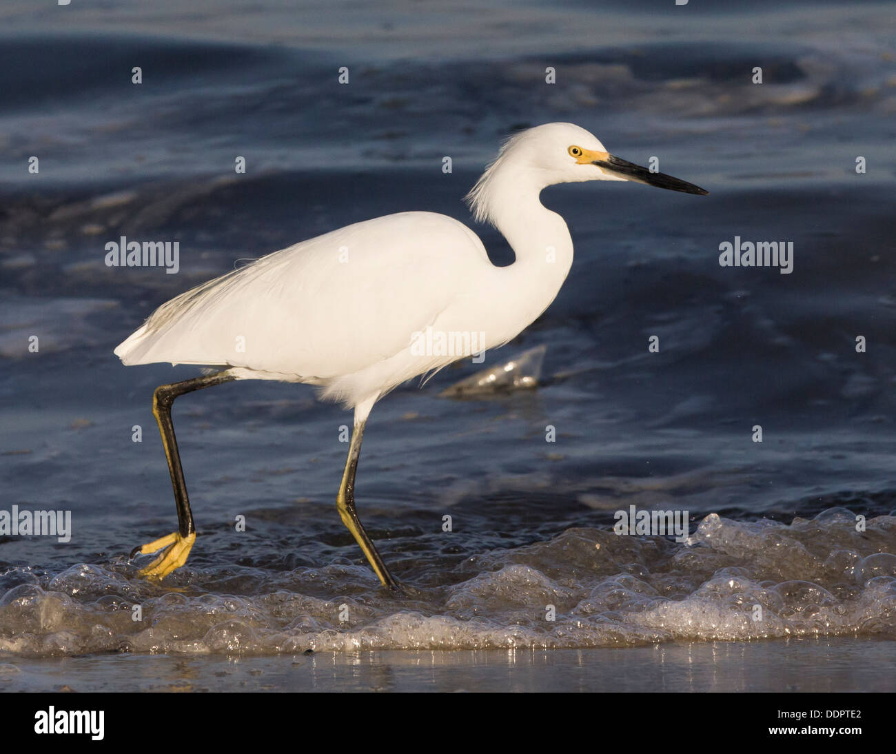 Alabama shoreline hi-res stock photography and images - Alamy