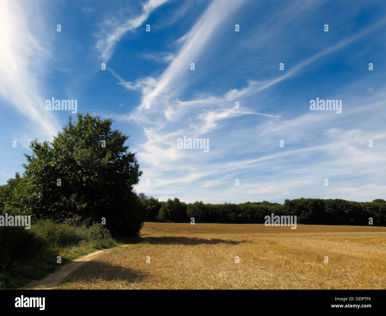Harvested wheat field, Kent, England, UK Stock Photo - Alamy