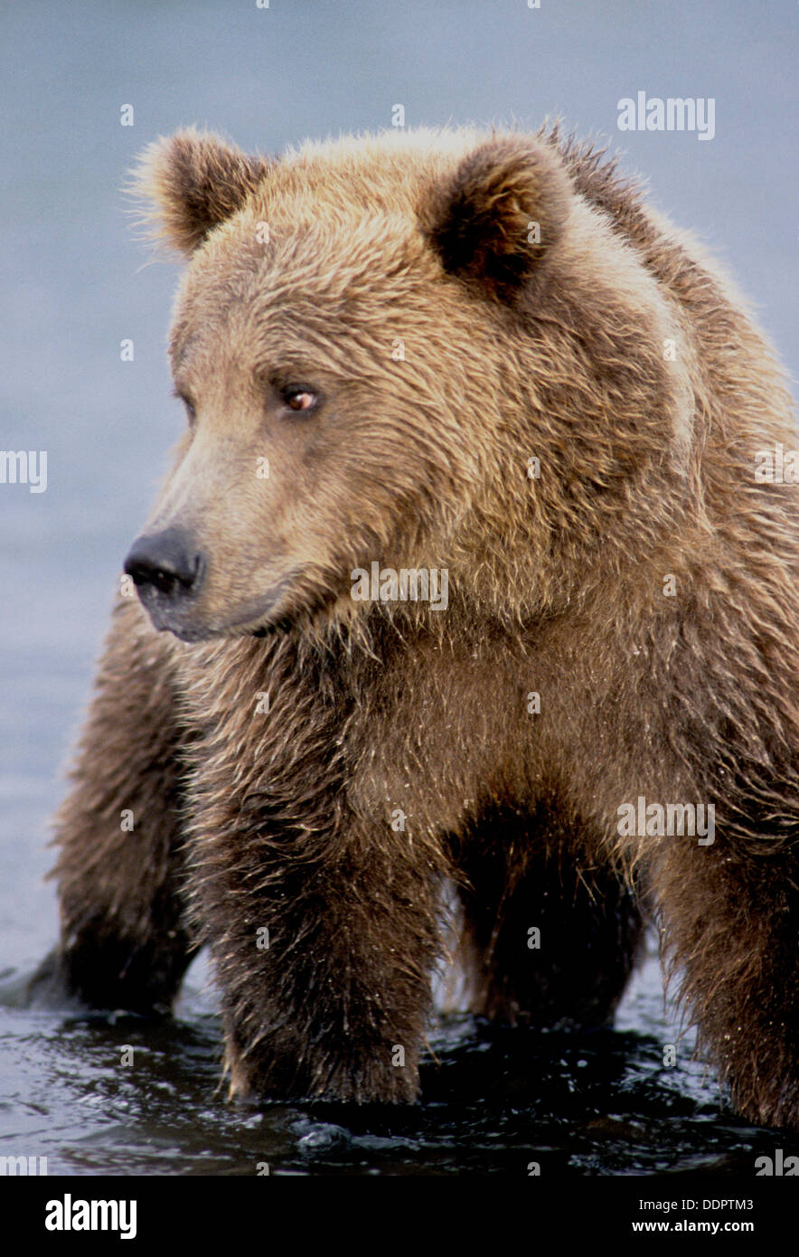 Adult brown bear in Lower Bear Creek near Becharof Lake in Becharof ...