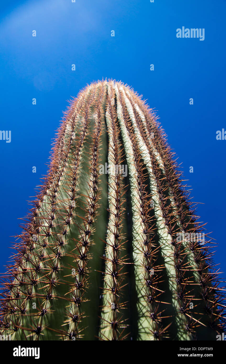 Tall saguaro cactus hi-res stock photography and images - Alamy