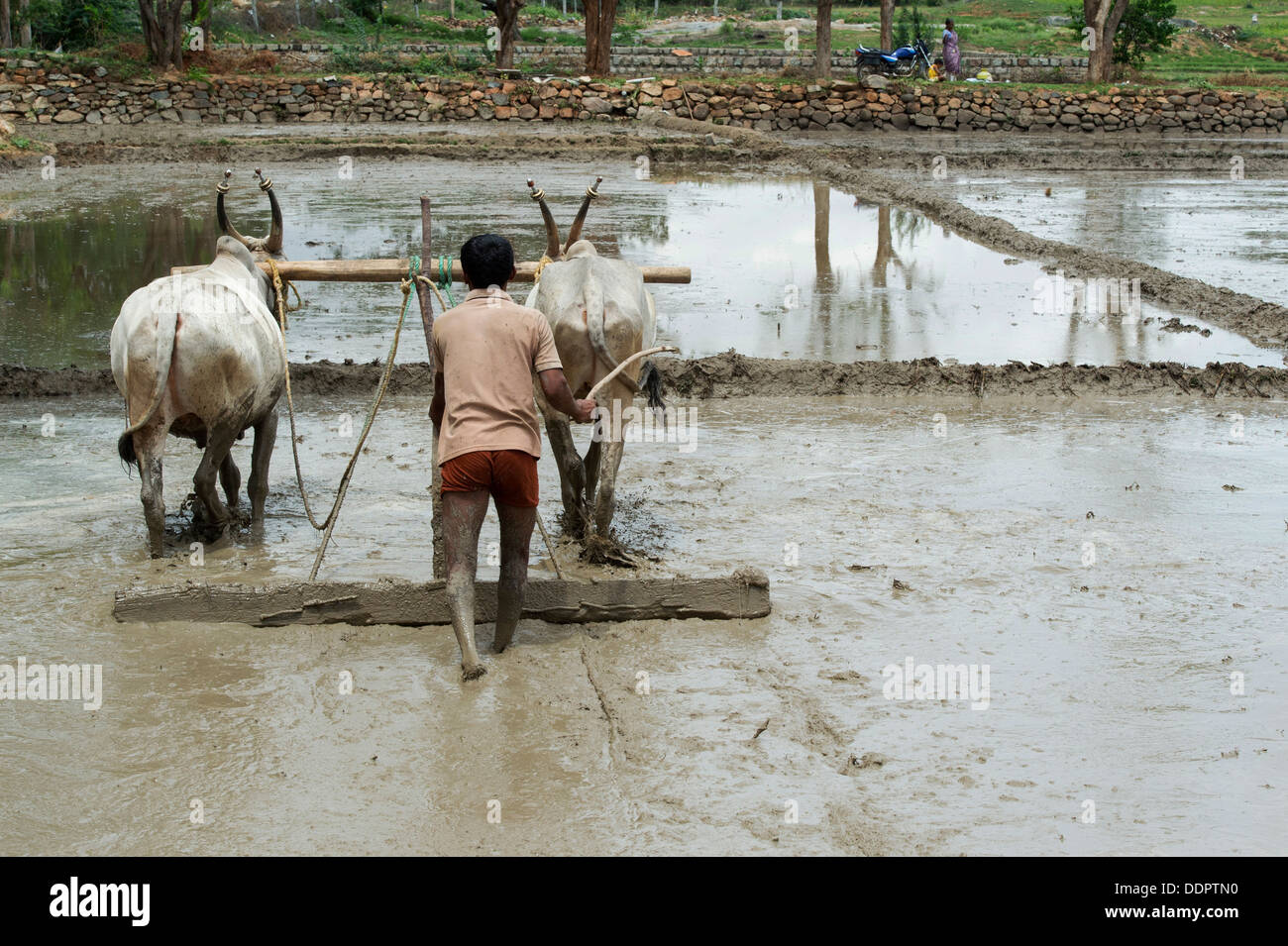 Indian farmer preparing and leveling a new rice paddy field using a ...