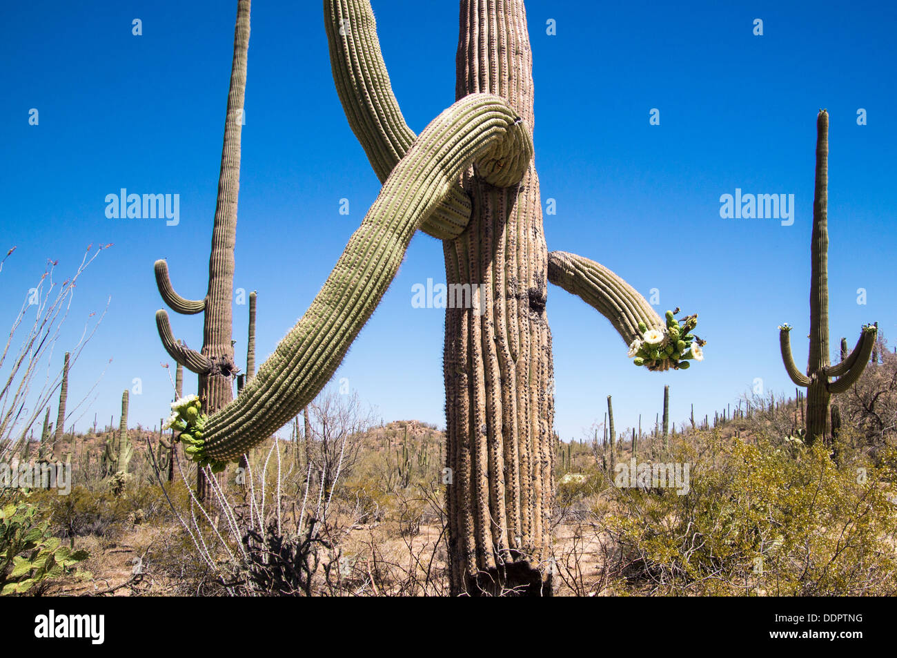 Saguaro cactus in sonora desert hi-res stock photography and images - Alamy