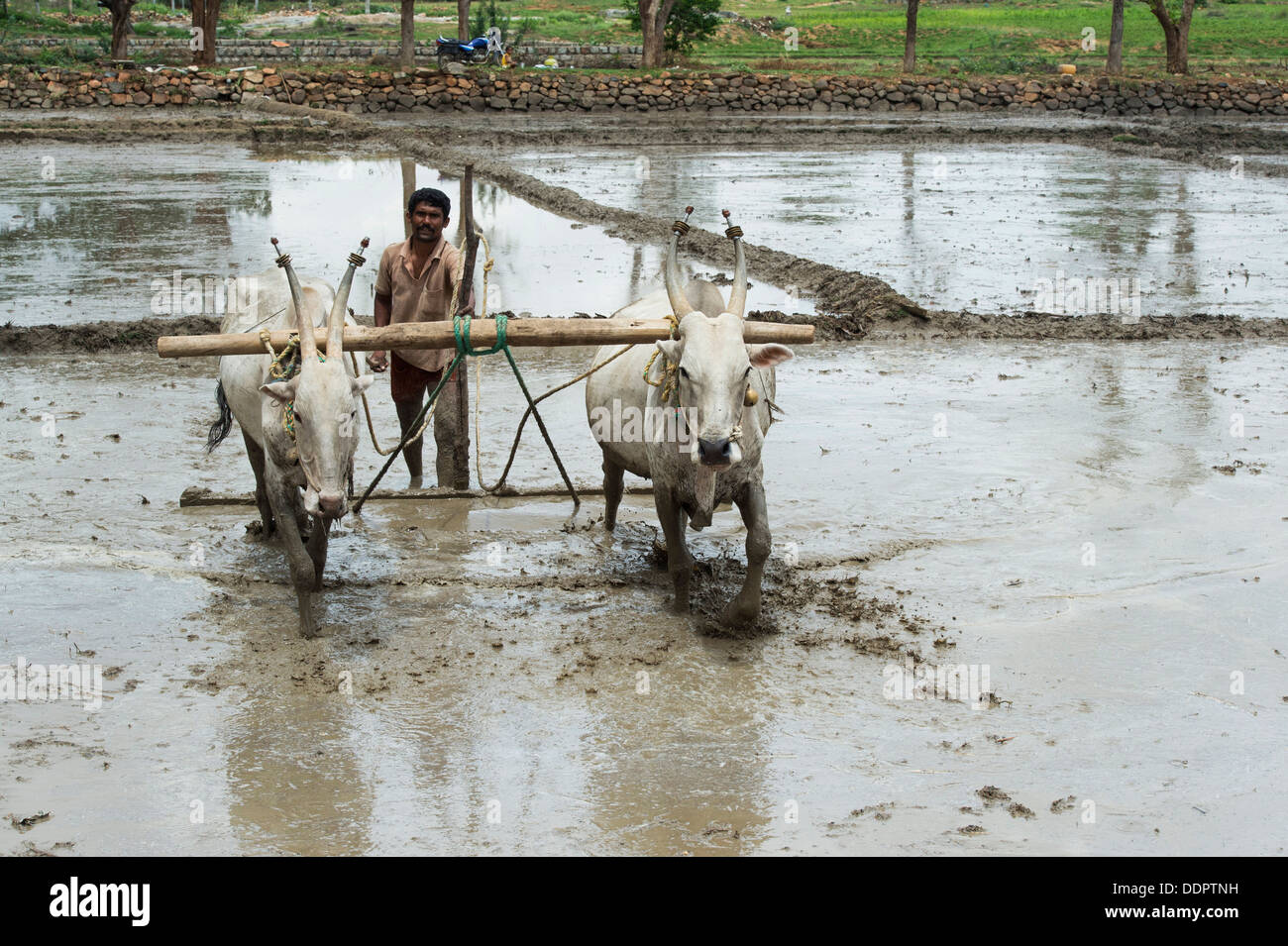 Indian farmer preparing and leveling a new rice paddy field using a ...