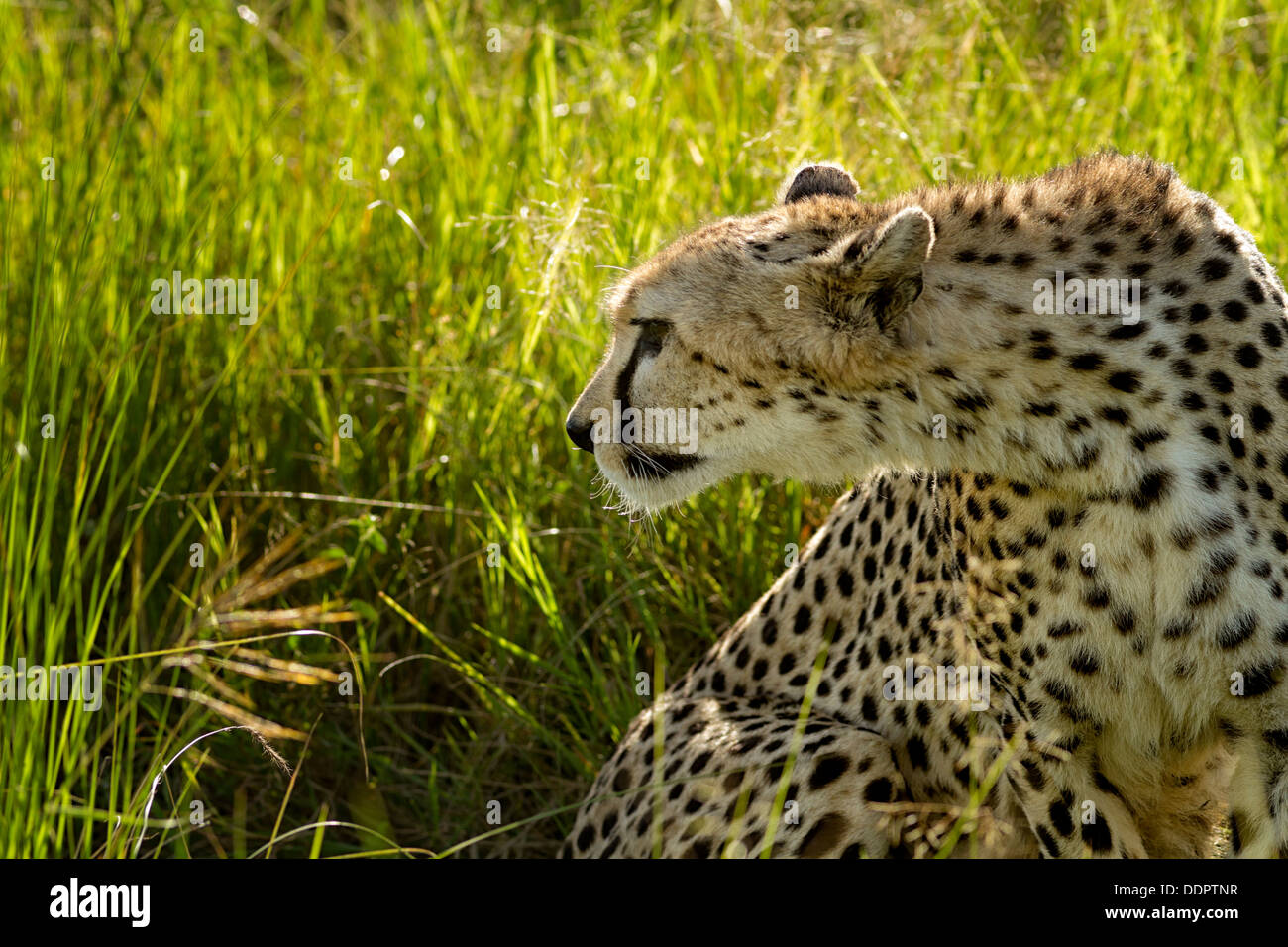 Cheetah head close up hi-res stock photography and images - Alamy