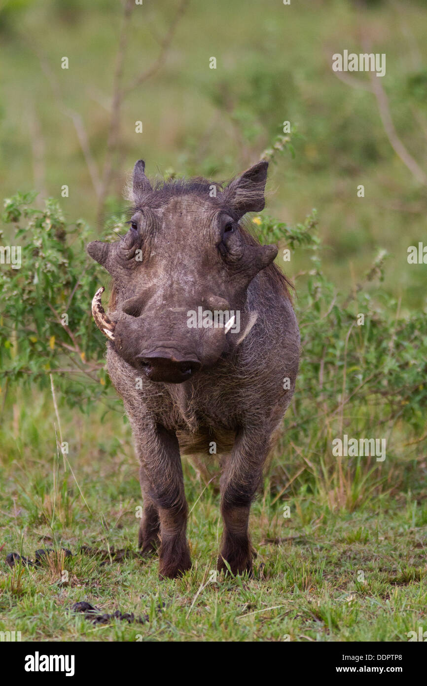Warthog Close Up Stock Photos & Warthog Close Up Stock Images - Alamy
