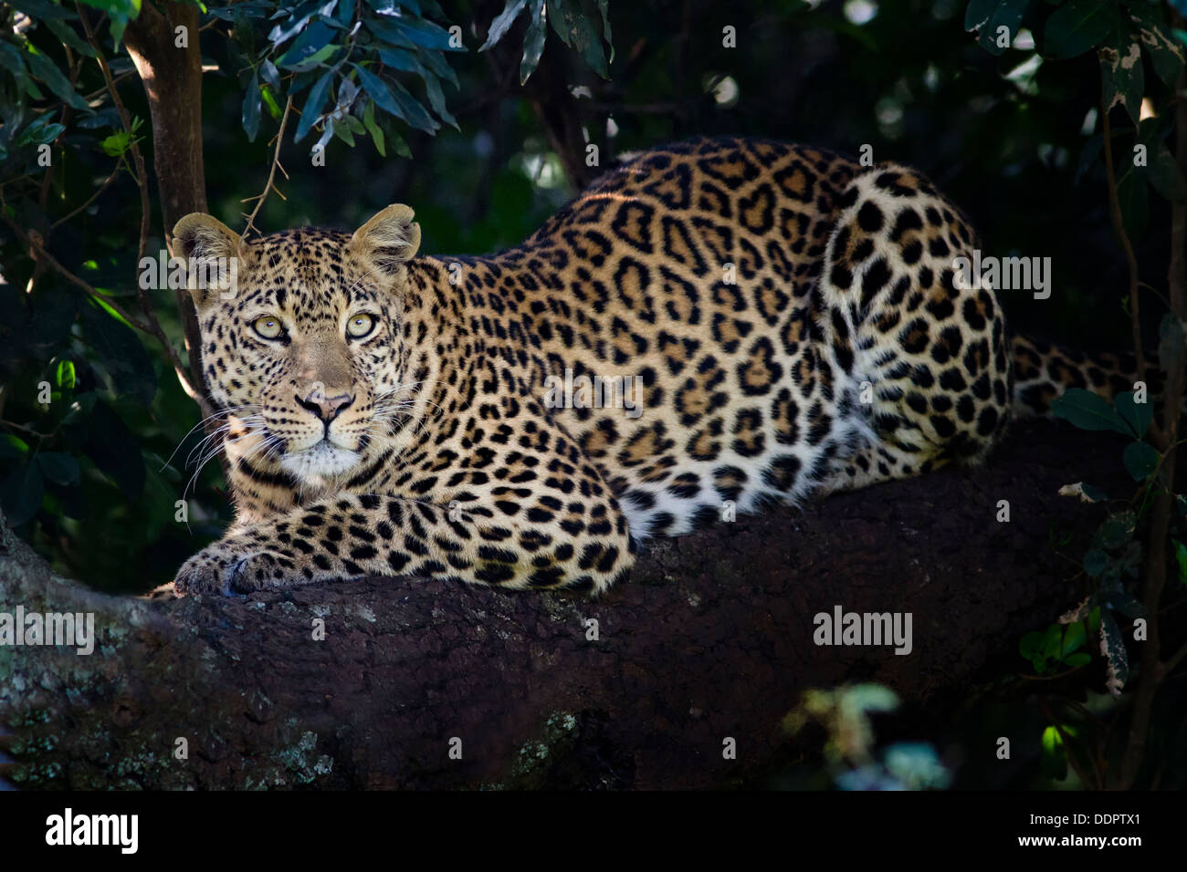 Watching leopard hi-res stock photography and images - Alamy