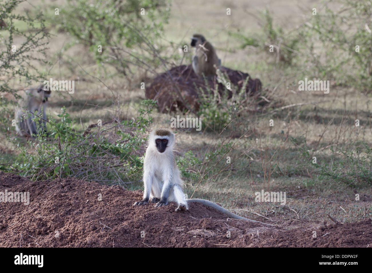 Vervet monkey kenya hi-res stock photography and images - Alamy