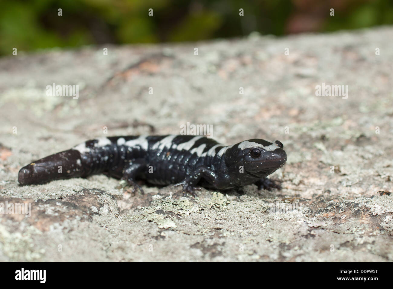 Male marbled salamander posed on a rock with a partially regenerated ...