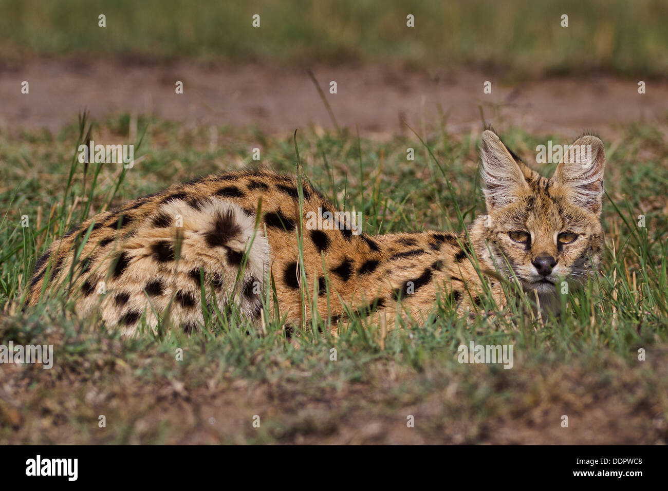 Adult serval lying in grass High Resolution Stock Photography and ...
