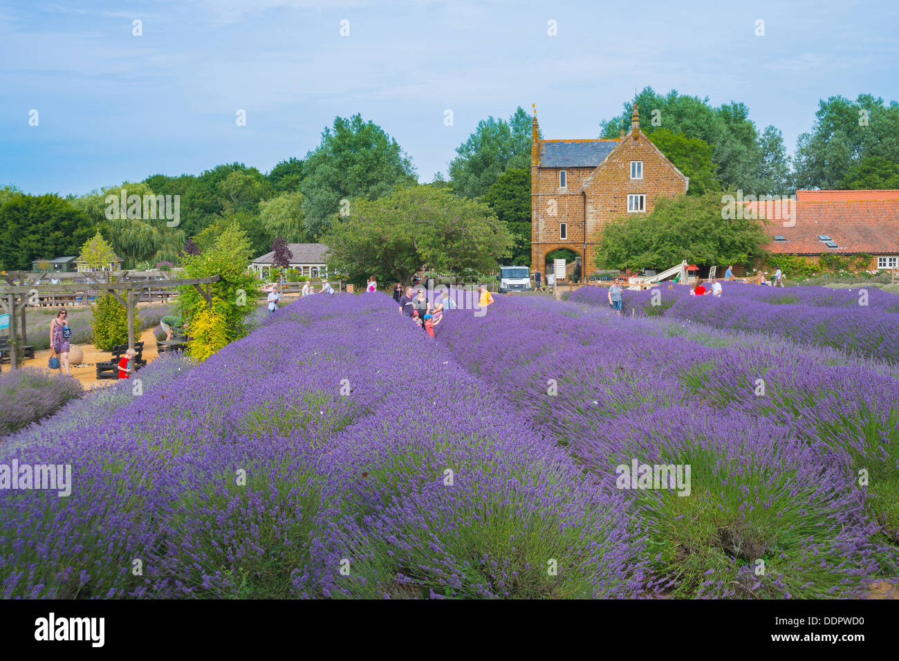 Lavender farm in Norfolk England Stock Photo - Alamy
