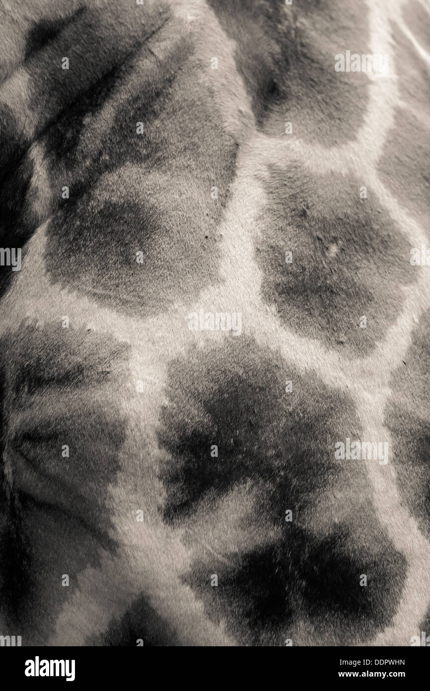 Pelt pattern hi-res stock photography and images - Alamy