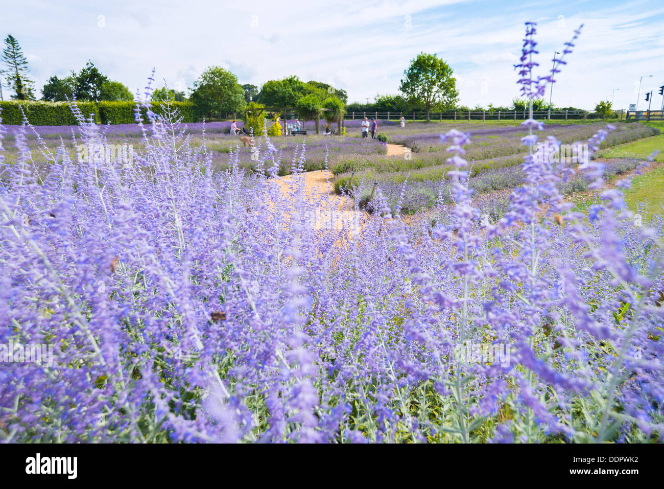 Lavender farm england hi-res stock photography and images - Alamy