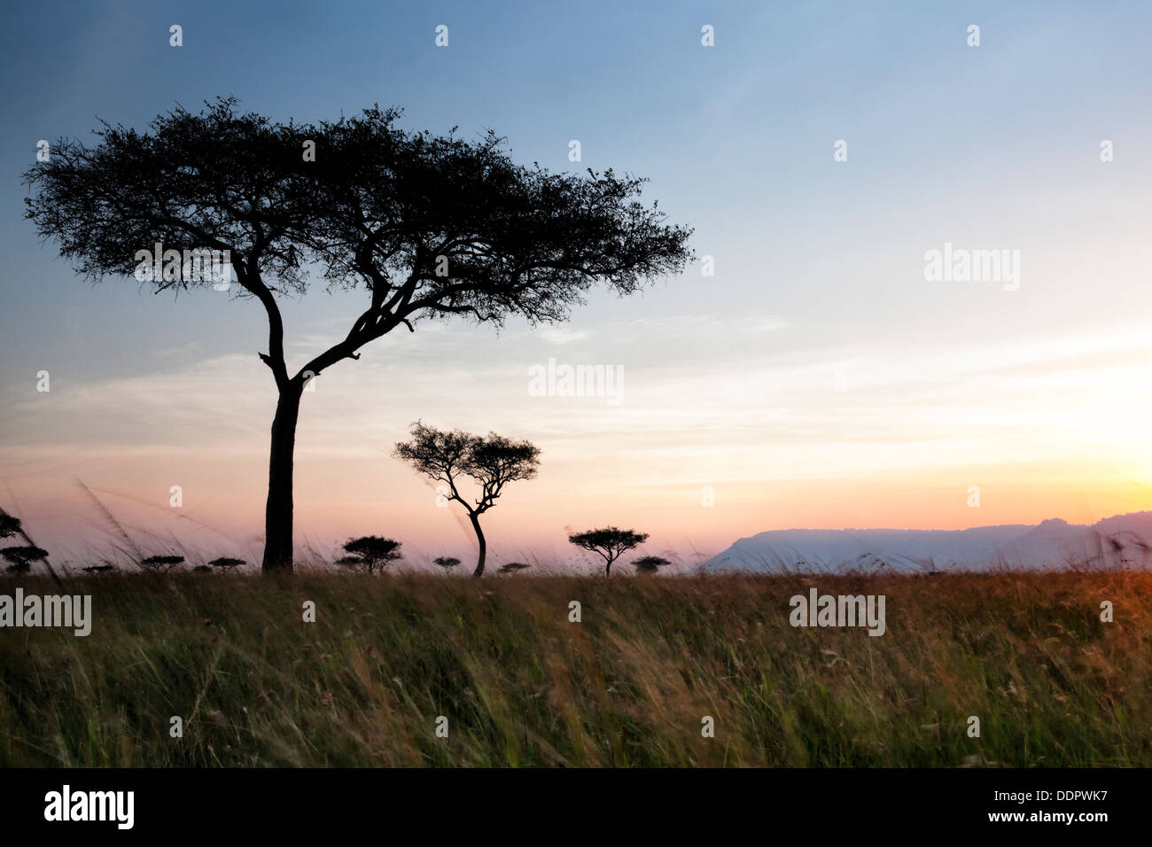 Acacia trees in maasai mara hi-res stock photography and images - Alamy