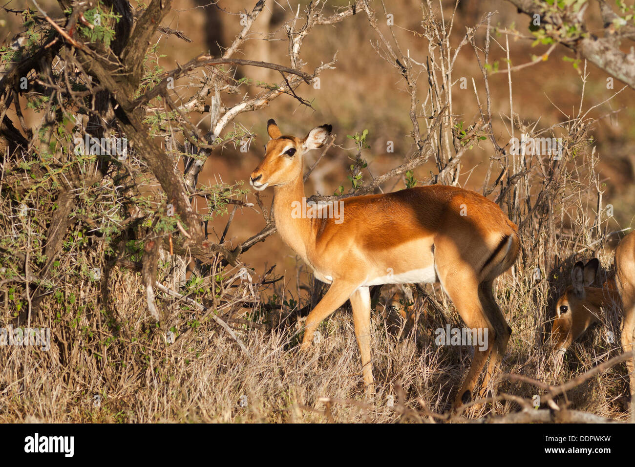 Female impala with horns hi-res stock photography and images - Alamy