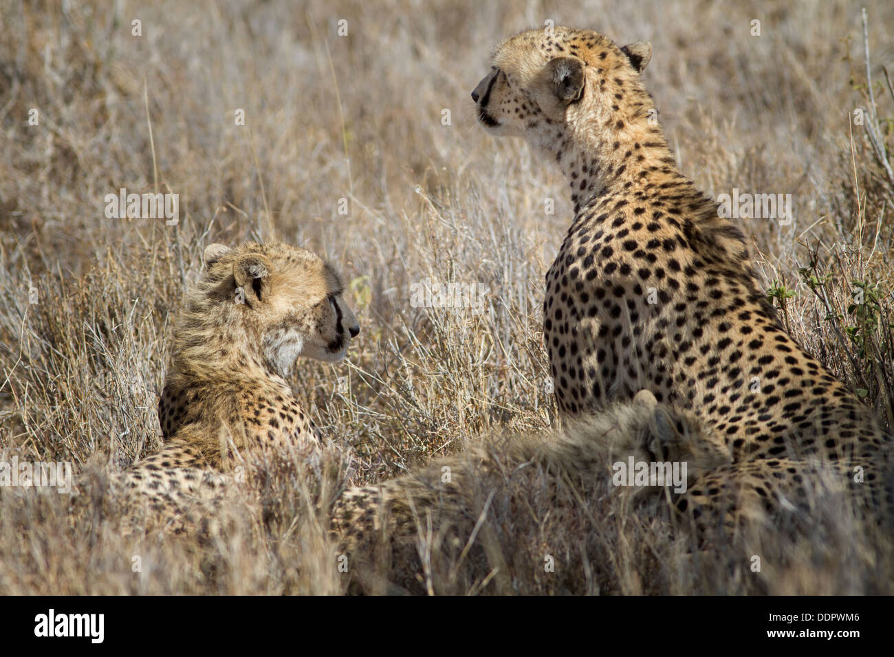 Three Cheetahs High Resolution Stock Photography and Images - Alamy