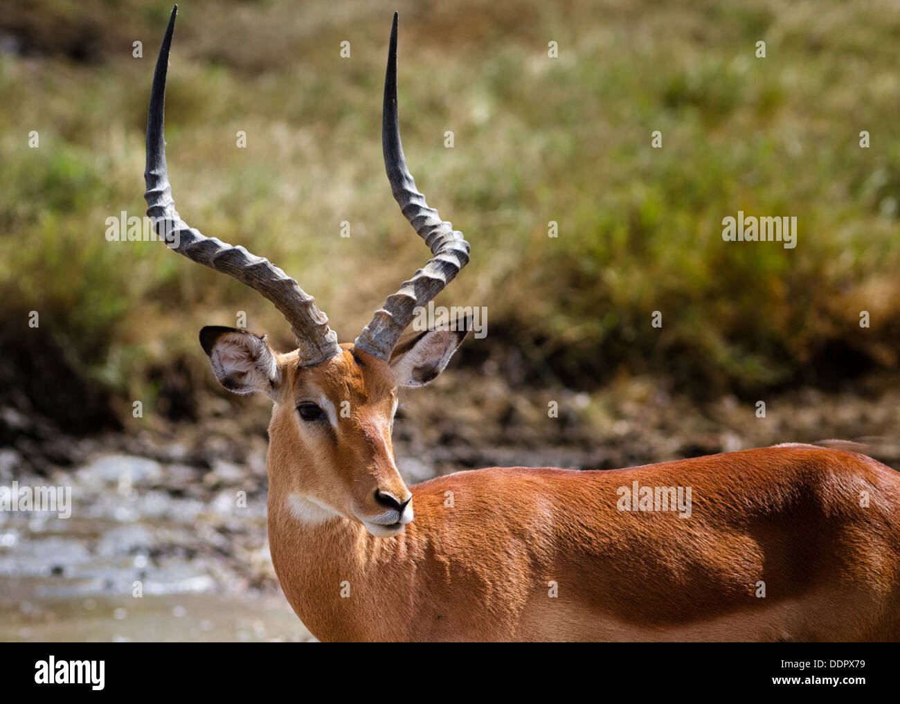 Impala side view face hi-res stock photography and images - Alamy