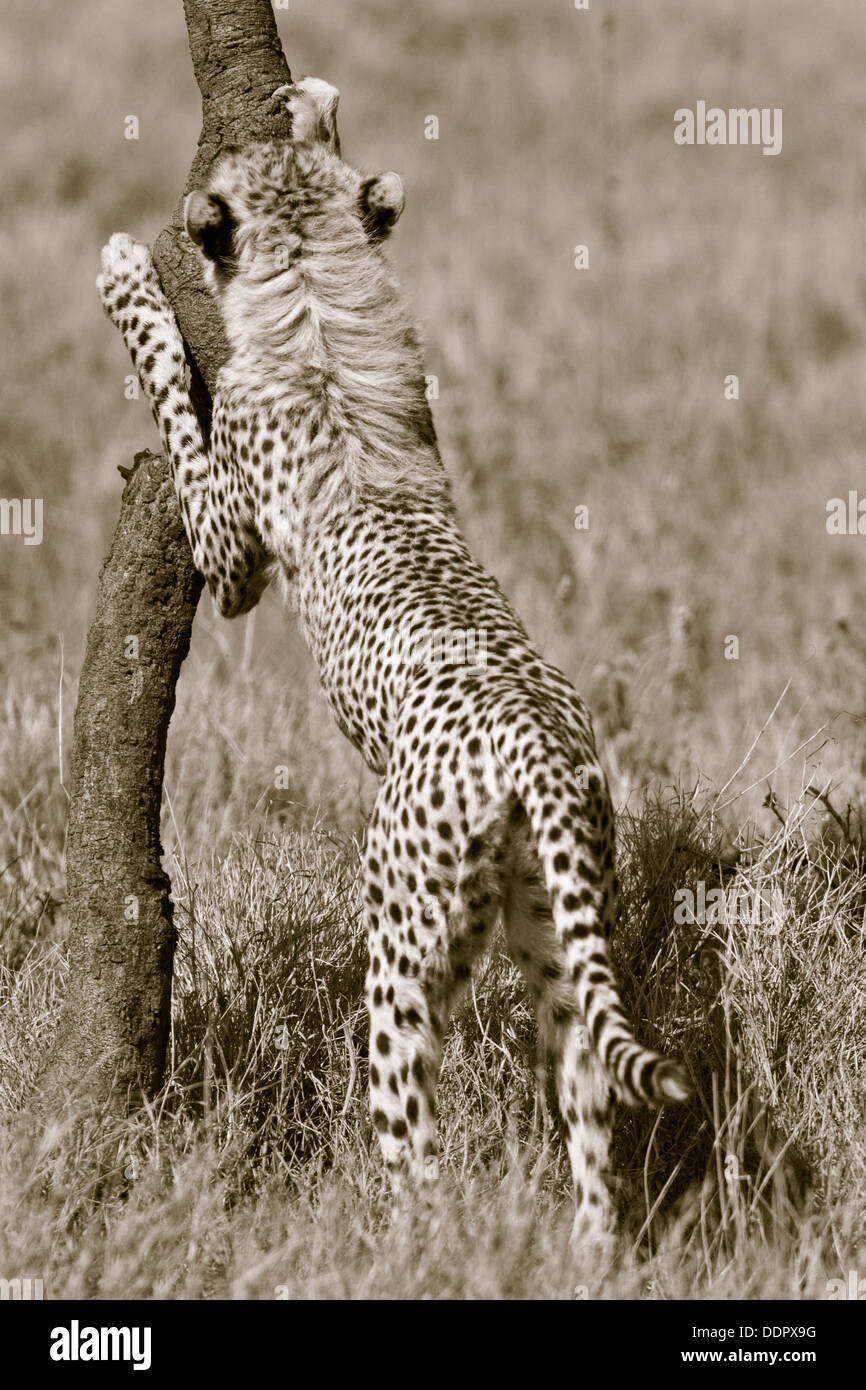 Cheetah standing on back legs hi-res stock photography and images - Alamy