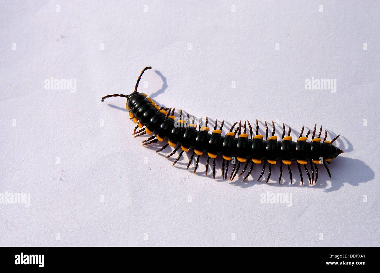 Insect with many legs hi-res stock photography and images - Alamy