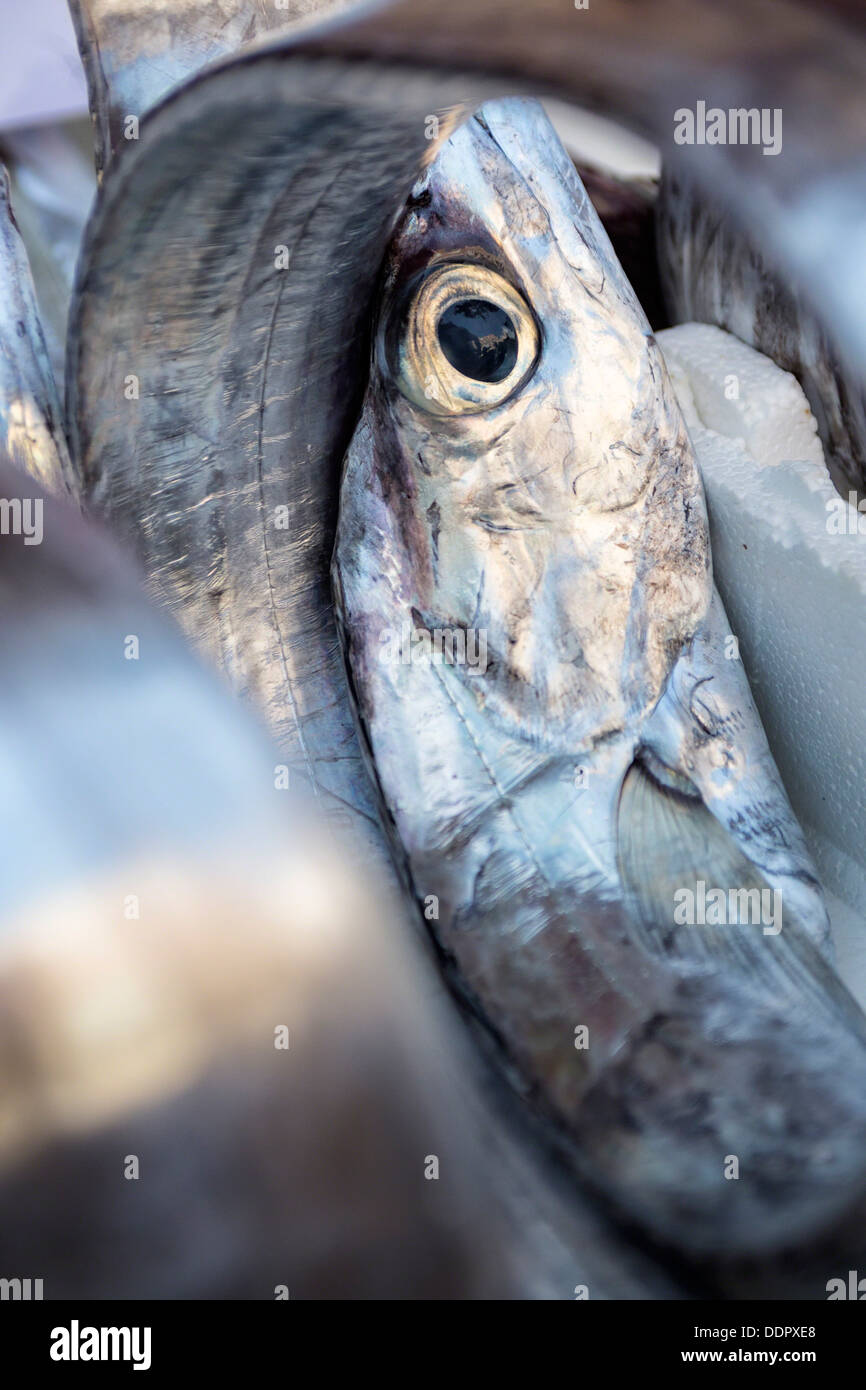 Silver scabbard fish hi-res stock photography and images - Alamy
