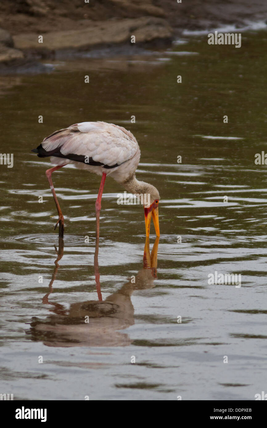 African wading stork hi-res stock photography and images - Alamy