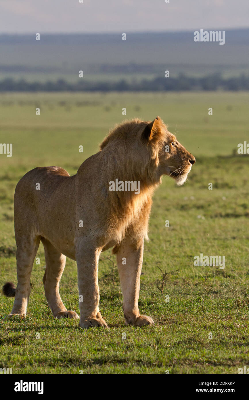 Early surveying hi-res stock photography and images - Alamy