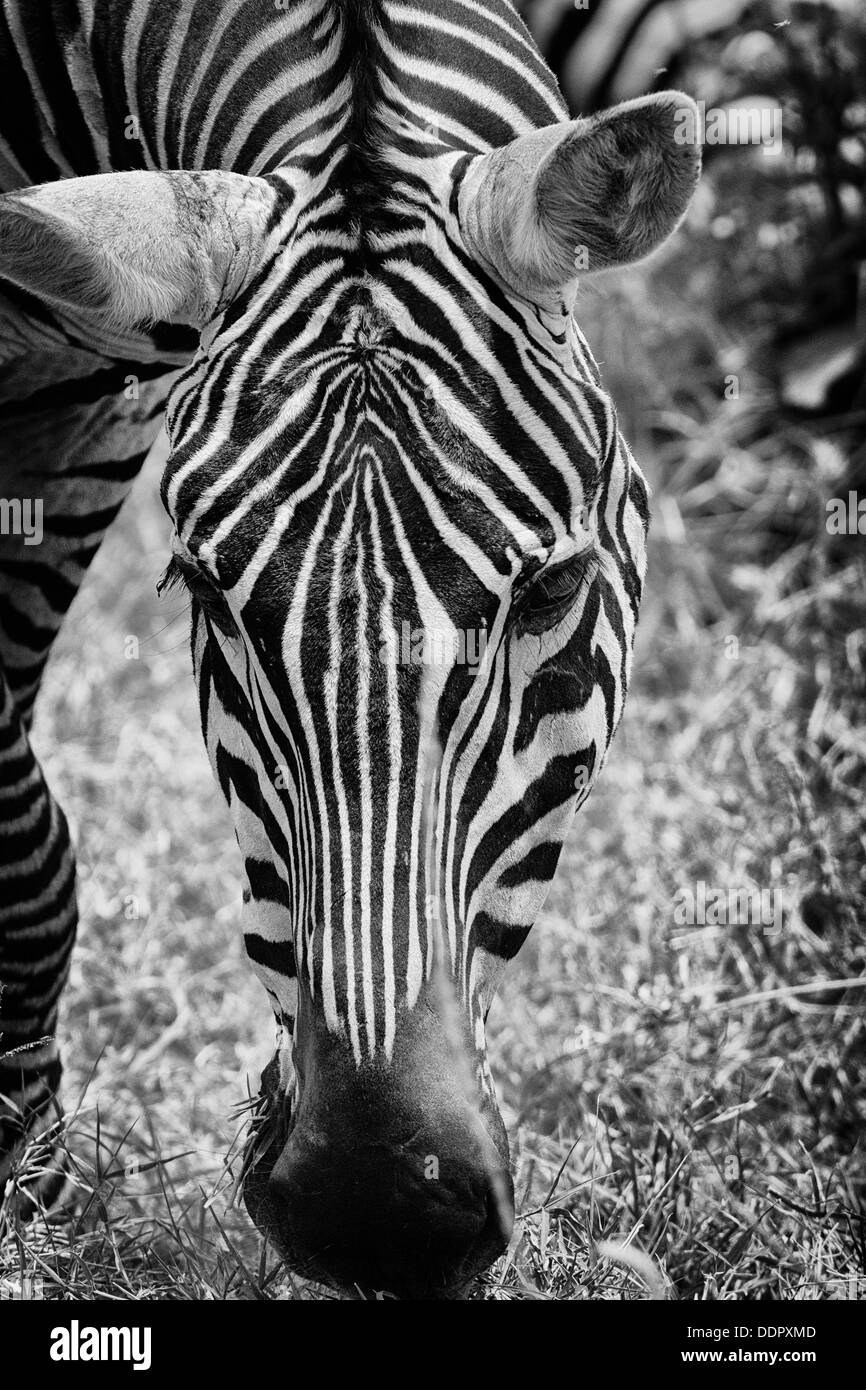 Frontal view front hi-res stock photography and images - Alamy