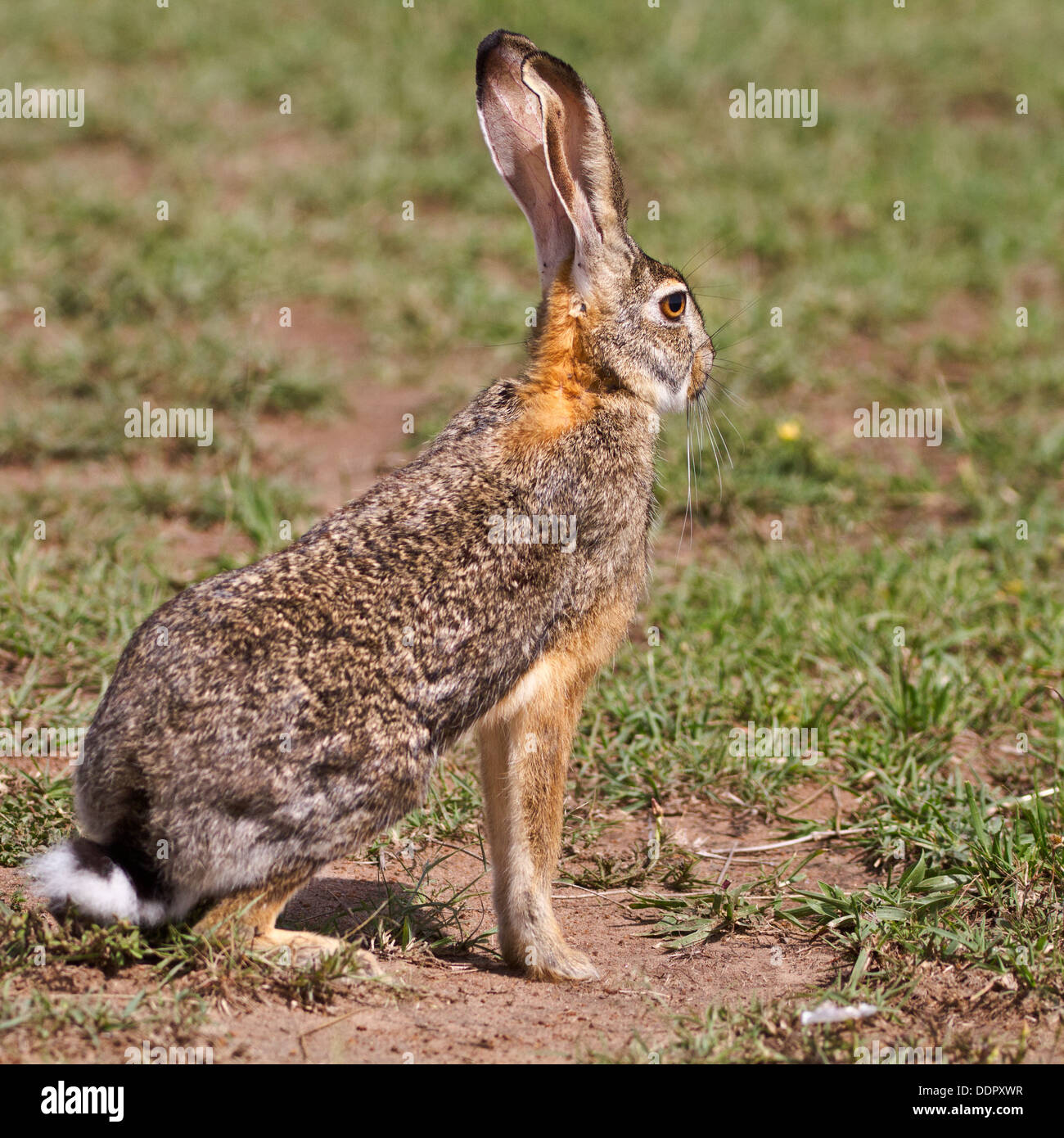 African hare hi-res stock photography and images - Alamy