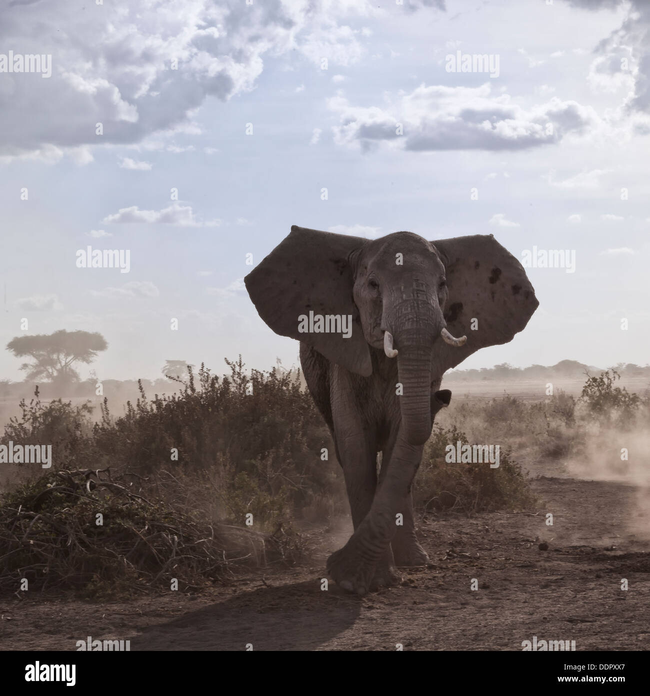 Elephant blowing dust hi-res stock photography and images - Alamy