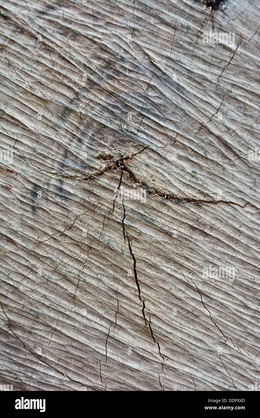texture of bark of cutted big tree Stock Photo - Alamy
