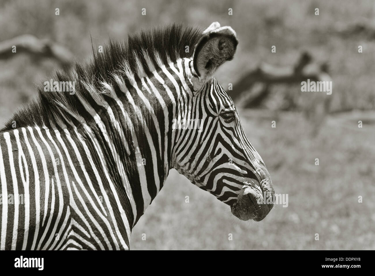 Close up detail of head and neck of Grevy zebra, side view, desaturated ...