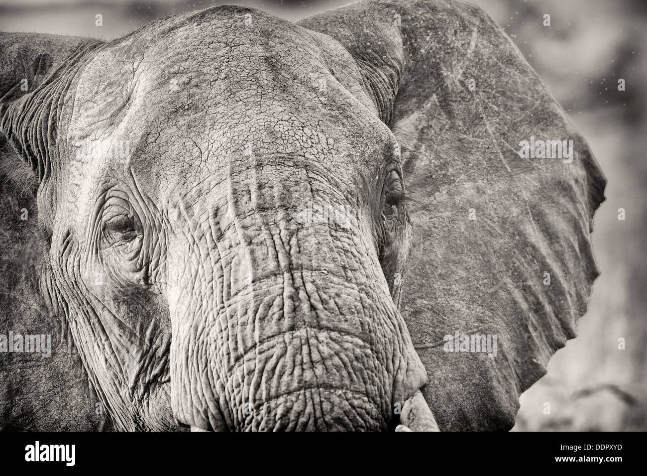 Elephant face hi-res stock photography and images - Alamy