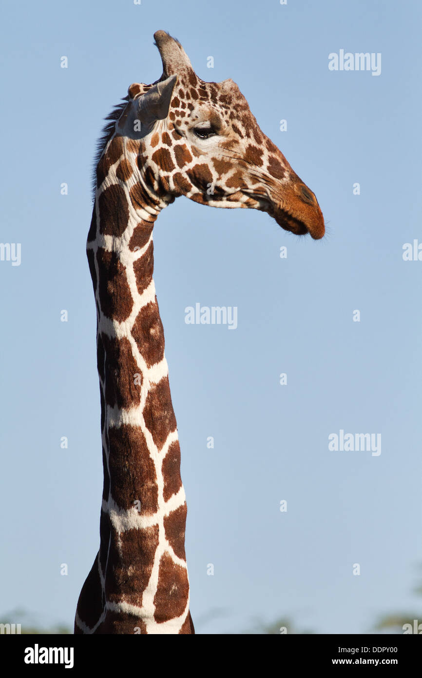 Giraffe face and neck hi-res stock photography and images - Alamy